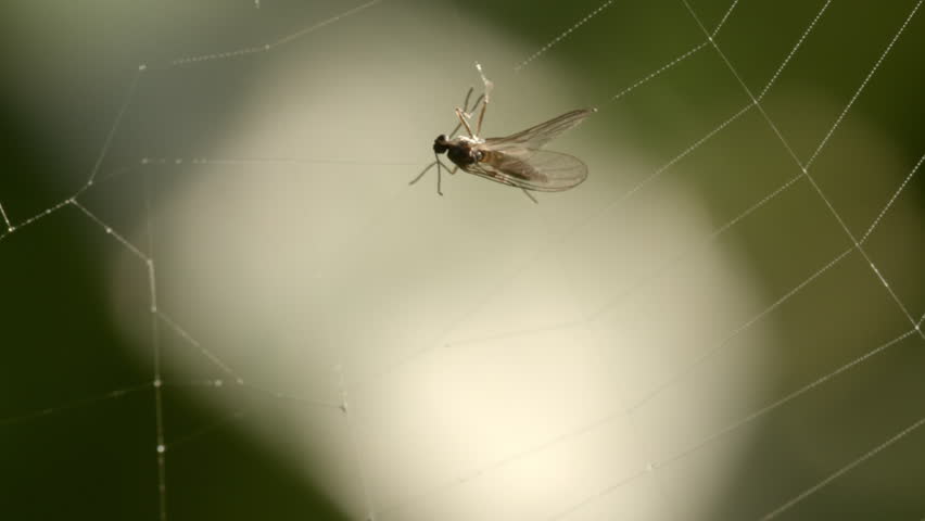 Fly Caught In Spiders Web Stock Footage Video 3549602 Shutterstock