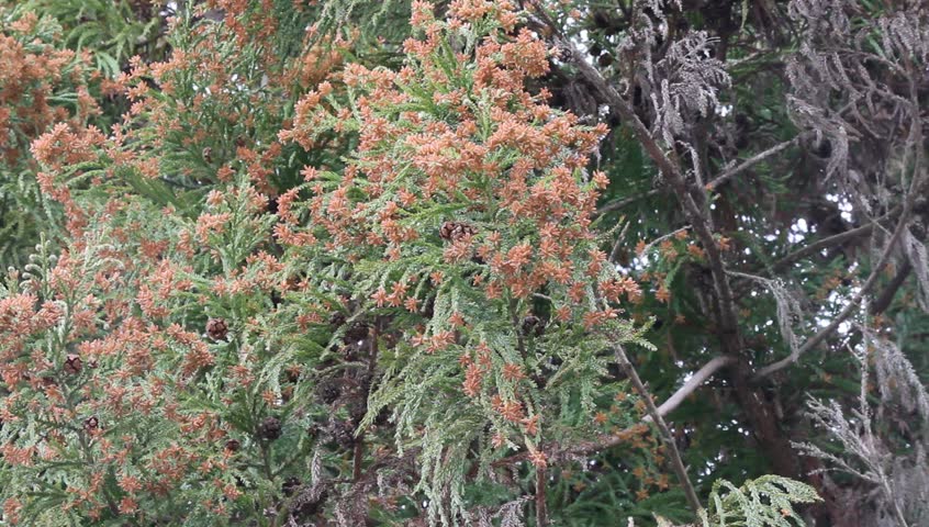 Cedar Tree Cedar Pollen Stock Footage Video 2080094 Shutterstock