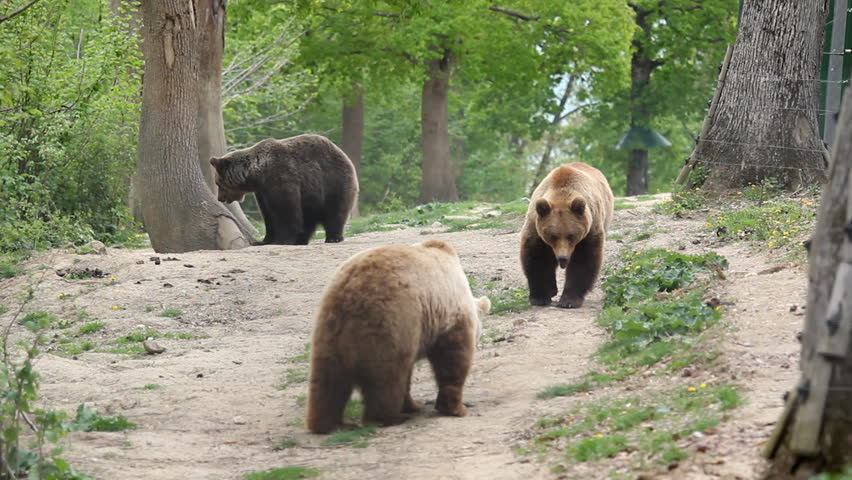 Three Brown Bears In Spring Forest Stock Footage Video 4534745 Shutterstock