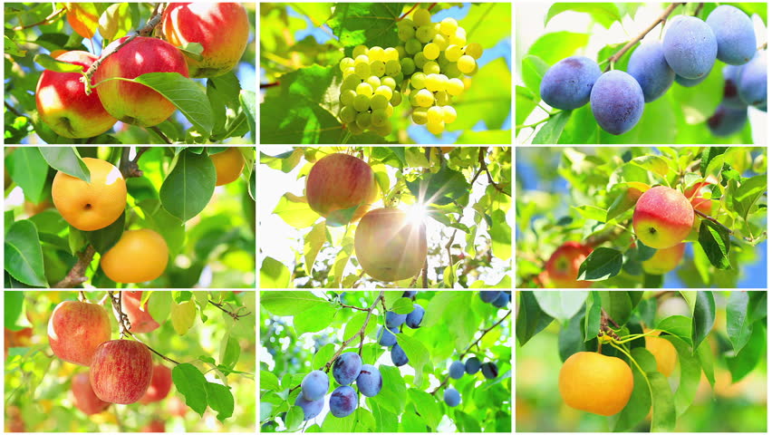 Summer Fruits Collage Stock Footage Video 4627157 - Shutterstock