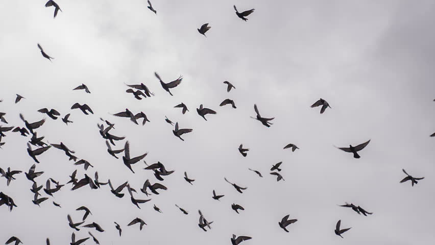 A Flock Of Birds, Pigeons, Fly Around In The Sky Making A Large Circle ...