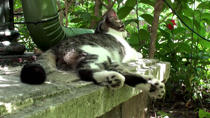 Polydactyl Cat In Hemingway House (paws With Six Toes). Key West ...