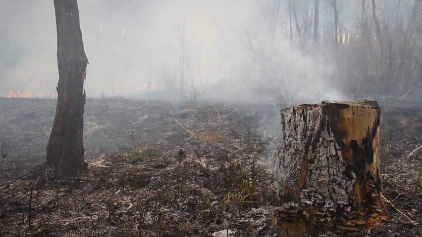 Forest Fire Burning With Large Stump In Foreground Stock Footage Video ...