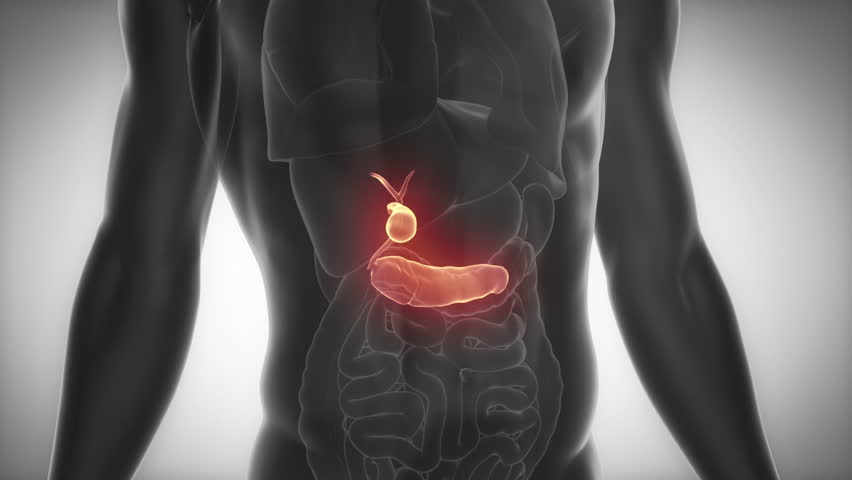 3D Animation Of PANCREAS Anatomy In Loop Stock Footage Video 11248358 ...