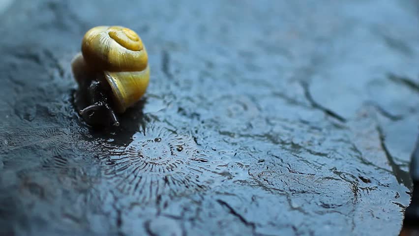 Live Tiny Snail Movements And Heartbeats Under Microscope ...