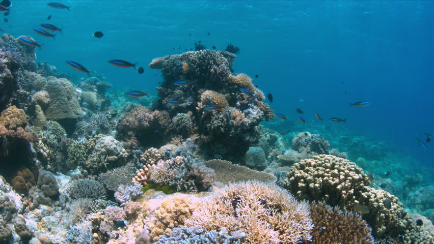 Coral Reef In Philippines With Plenty Fish. Healthy, Colorful Corals ...