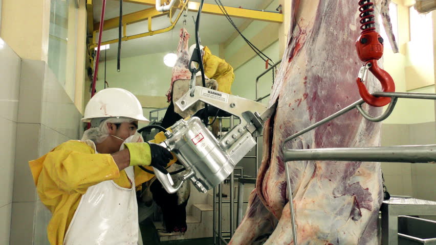 Cattle Carcass Brisket Opening Saw Cutting Cattle Breastbone Or Sternum ...