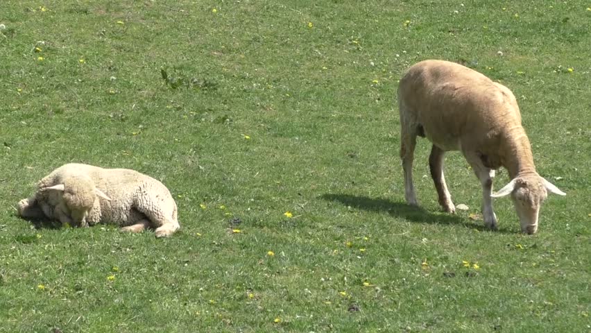 Lamb Grazing On Meadow Wagging Its Tail Stock Footage Video 3775952 ...