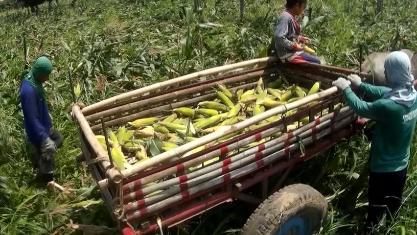LAGUNA, PHILIPPINES - AUGUST 27, 2015: Corn Harvesters Hurling Corn ...