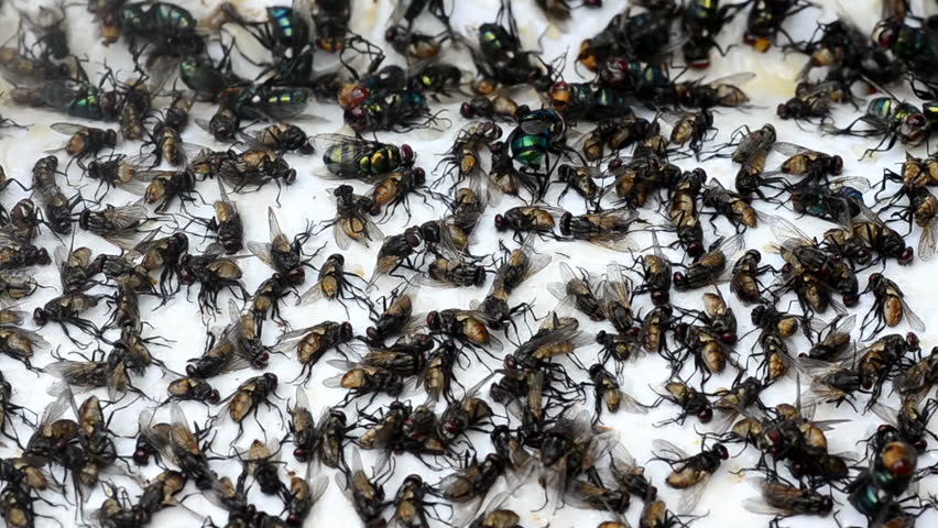 To Many House Flies On Sticky Tape Stock Footage Video 11452556 ...