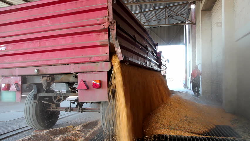 Unloading Corn Into The Grain Silo. Tractor Trailer Unloading Grain ...