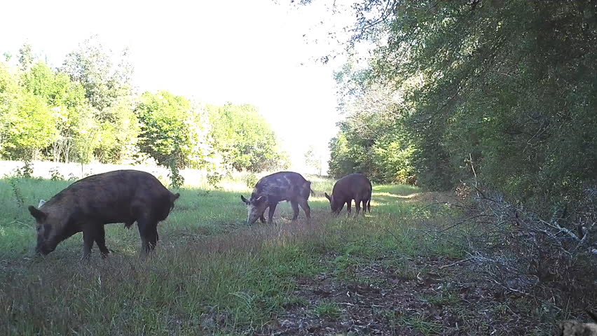 Wild Boar (Sus Scrofa) Or Feral Hogs In A South Georgia Swamp. Big Red ...