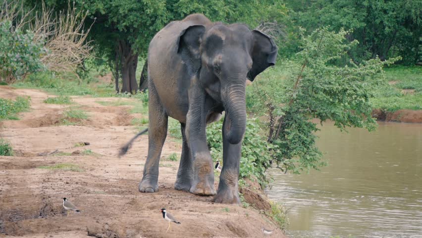 An African Bull Elephant Uses Its Trunk To Sniff Out A Potential Threat ...
