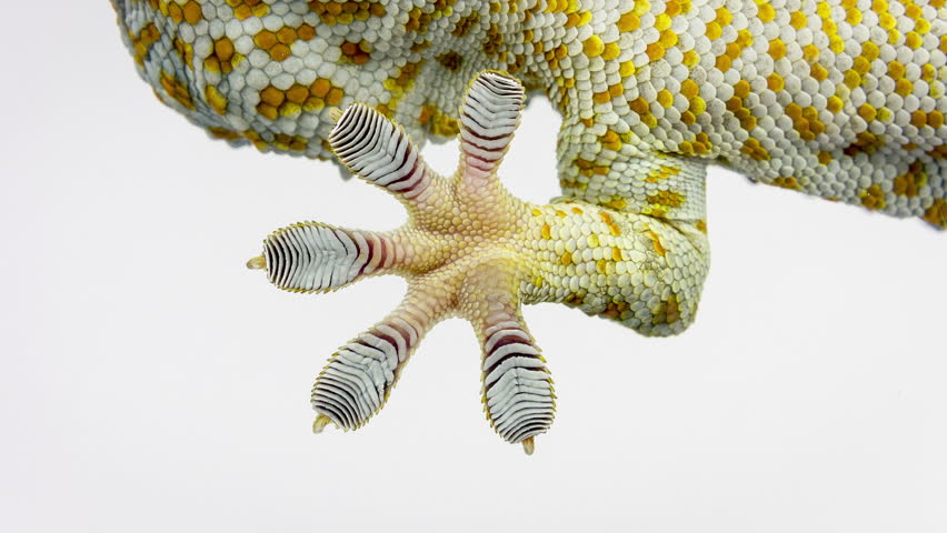 An Extreme Close Up Of Gecko Feet Revealing The Suction Pads That ...