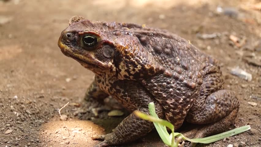 Ugly But Beautiful,Toad Sitting On The Floor, This Animal They Look ...