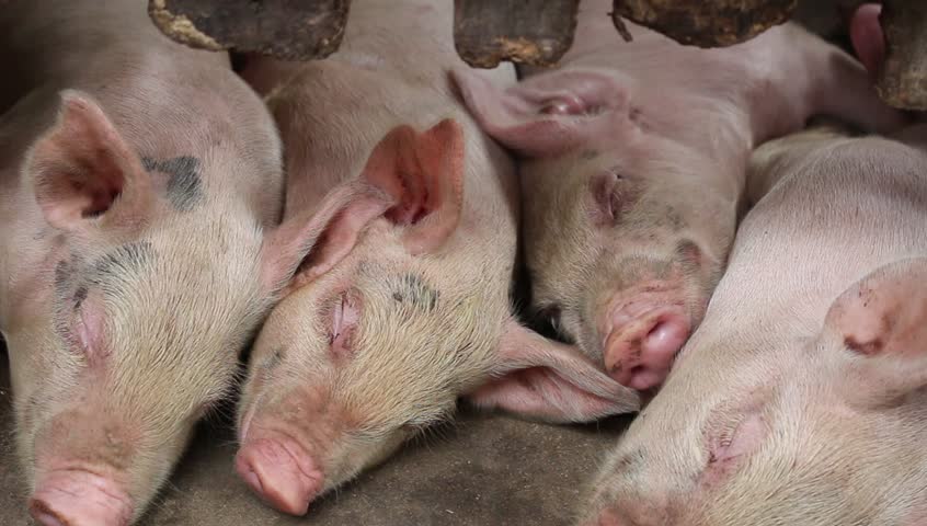 Happy Pigs Sleeping In Straw Stock Footage Video 622273 - Shutterstock