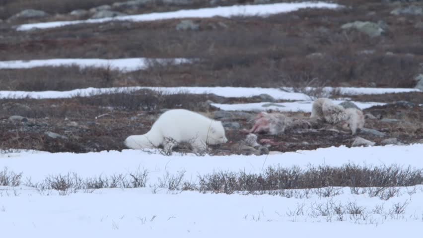 Arctic Fox Chews A Caribou Carcass. Stock Footage Video 5328395 ...