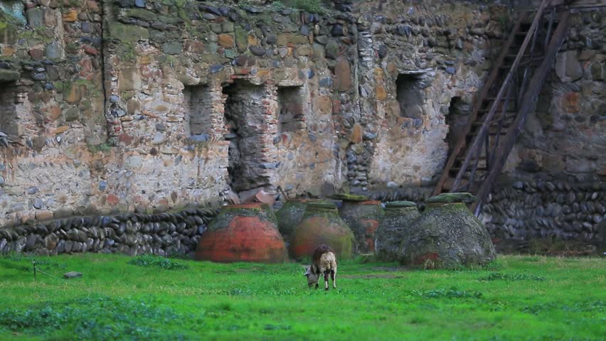 Lamb Grazing On Meadow Wagging Its Tail Stock Footage Video 3775952 ...