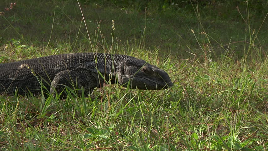 Monitor (lizard) Walking Stock Footage Video 1389370 - Shutterstock