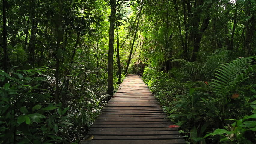 Point Of View Walking In Jungle Path, Thailand Stock Footage Video ...