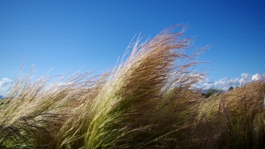 Long Grass Blowing In The Wind Stock Footage Video 14152511 - Shutterstock