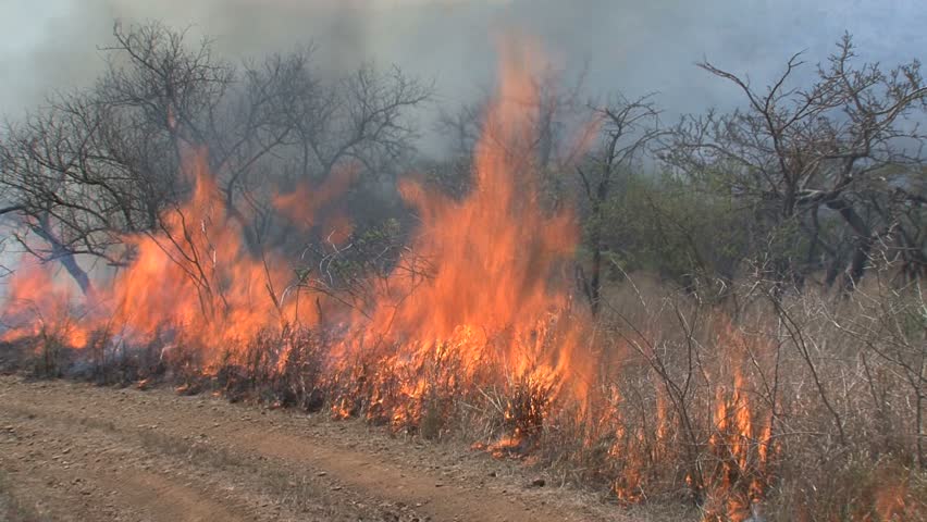 Wildfire Raging In South African Savanna Stock Footage Video 1778024 ...