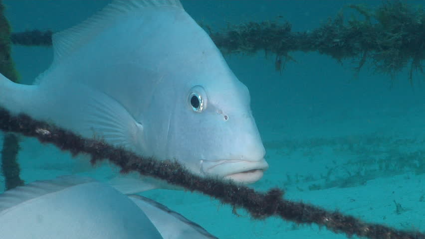 Mother-in-law Fish (Diagramma Picta) Swimming Underwater In Australia ...