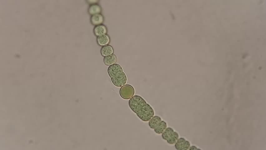 Cyanobacteria Movements Under Microscope, Magn 400X Stock Footage Video ...