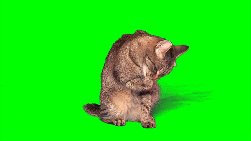 Cat Sitting Green Screen (HD) Siamese One Month Old Kitten Shot Against ...
