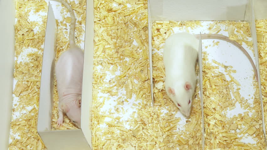 Rat Maze Camera Follows. A Rat Maze Built For This Shoot Shows A White ...