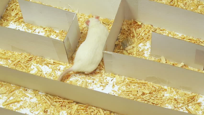 Rat Maze Camera Follows. A Rat Maze Built For This Shoot Shows A White ...