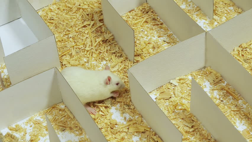 Labyrinth Rat Maze Stock Footage Video 11158151 - Shutterstock