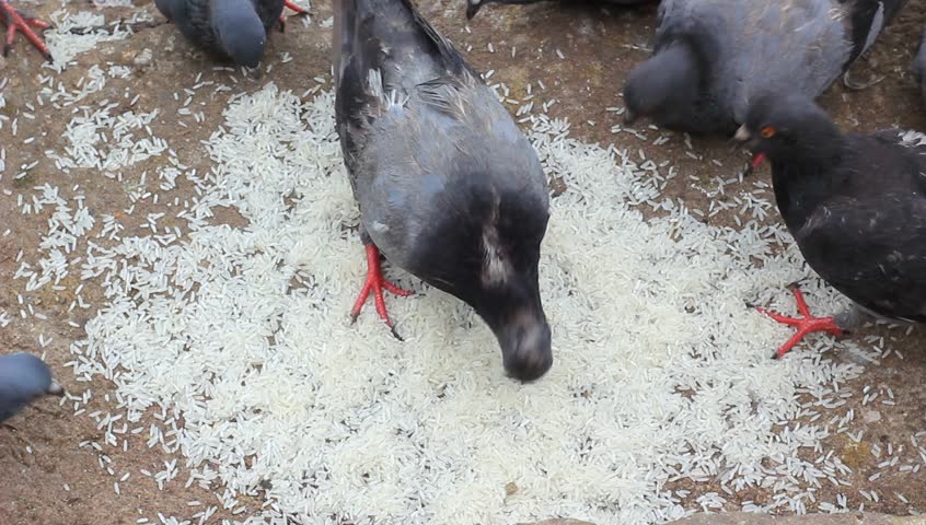 Feed Pigeon With Rice Stock Footage Video 2360306 - Shutterstock
