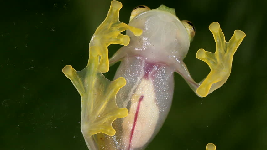 Glass Frog (Hyalinobatrachium Sp.). Underside Viewed Through Glass ...