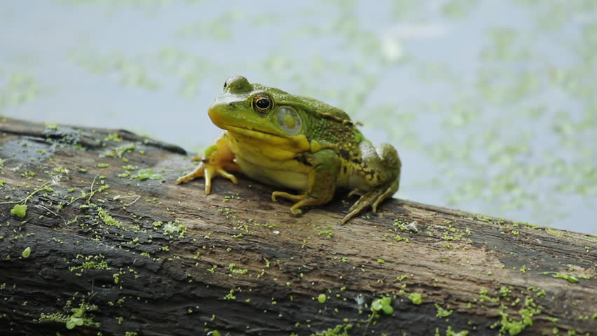 Frog On A Log. Green Frog Sitting On A Log. Ontario, Canada. Stock ...