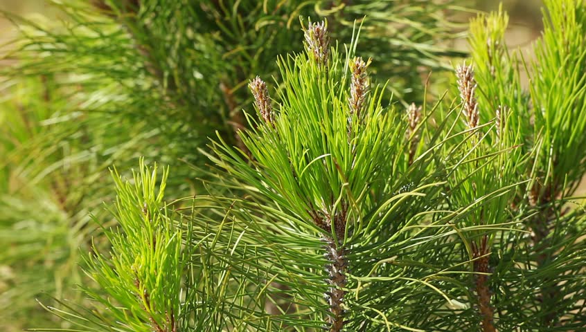 Green Pain Tree Leaves In The Wind. Stock Footage Video 2556110 ...