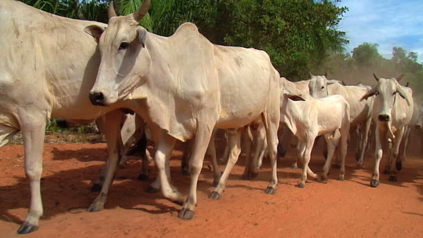 Cow, Brazil, Cows Walk Slow Motion. Pantanal, Brazil. Stock Footage ...