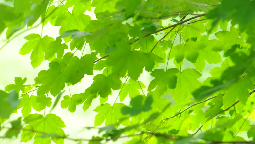 Green Leaves. Beautiful Summer Green Maple Tree Swinging In The Wind ...