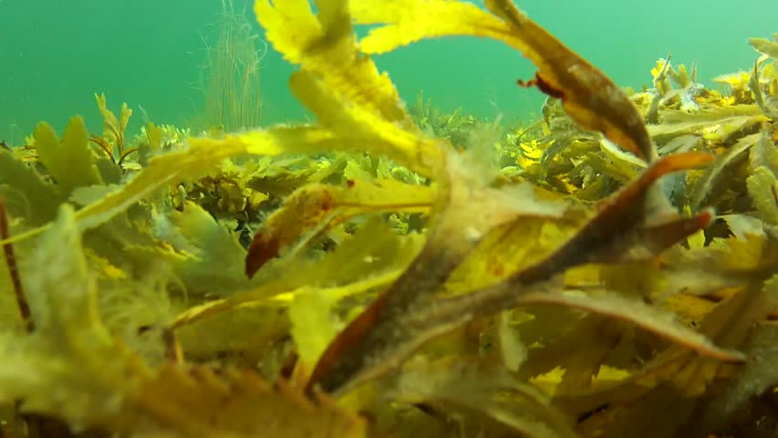 Bahamas Stock Video, Footage - Bahamas HD Video Clips | Bigstock