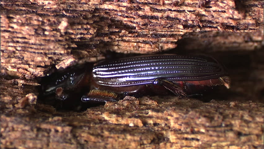 Shiny Black Beetle Burrowing In Rotten Wood Stock Footage Video 3401600 ...