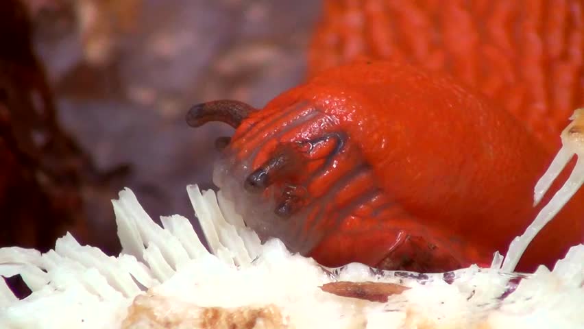 Sea Slug Mouth Stock Footage Video 3513263 - Shutterstock