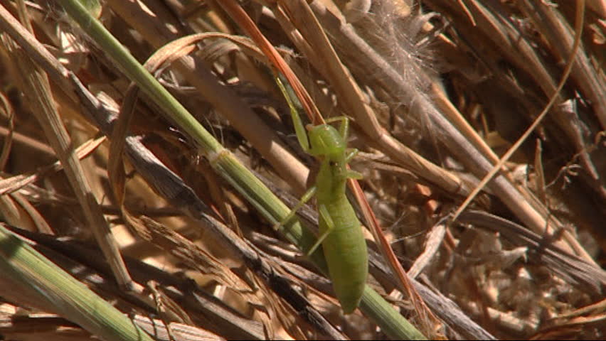 Gladiator Insect Stock Footage Video 3557417 - Shutterstock