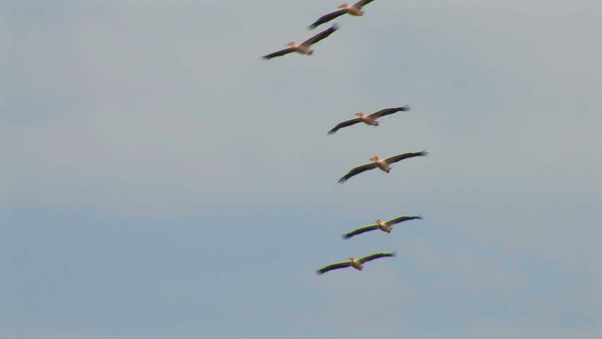 Birds - Colonies Of Pelicans Flying In V-formation - The Great White ...