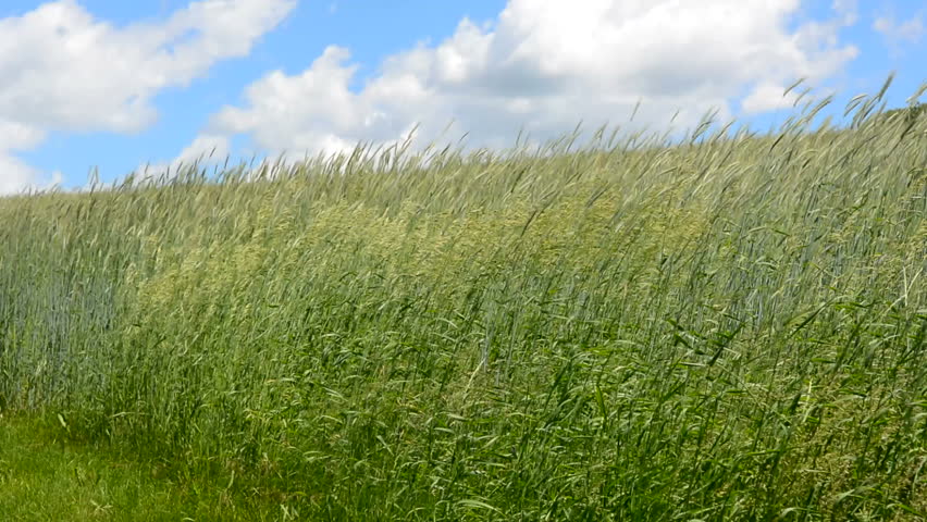 Field Of Grass Blowing In The Wind Stock Footage Video 4122928 ...