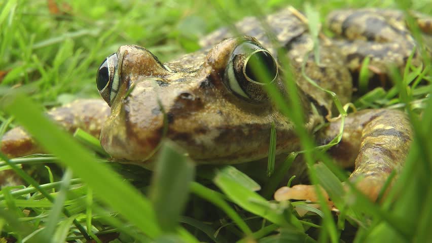 Venomous Colorado River Toad, Also Known As The Sonoran Desert Toad ...