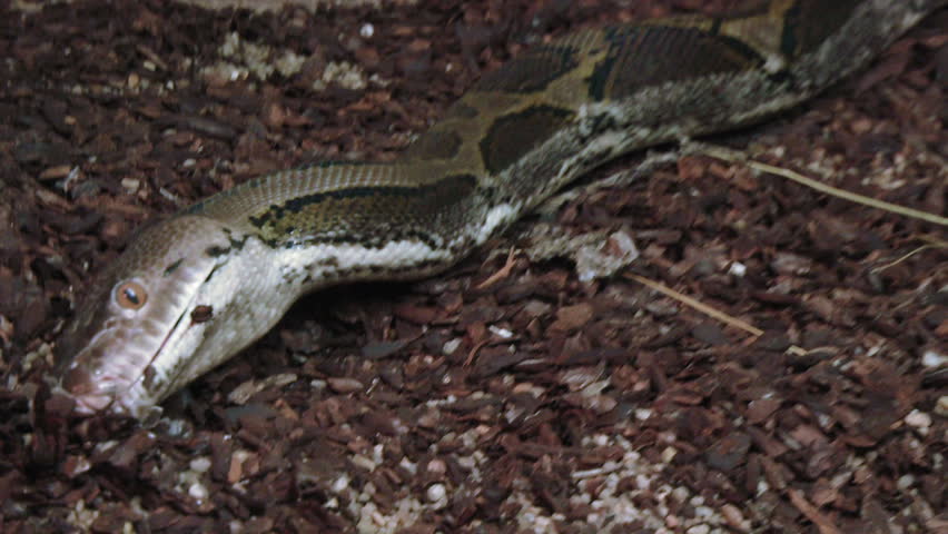 A Close Up Of A Python Opening Mouth Stock Footage Video 4336328 ...