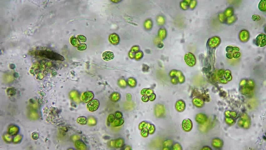 Live Green Algae Under Microscope, Magnification 400x Stock Footage ...