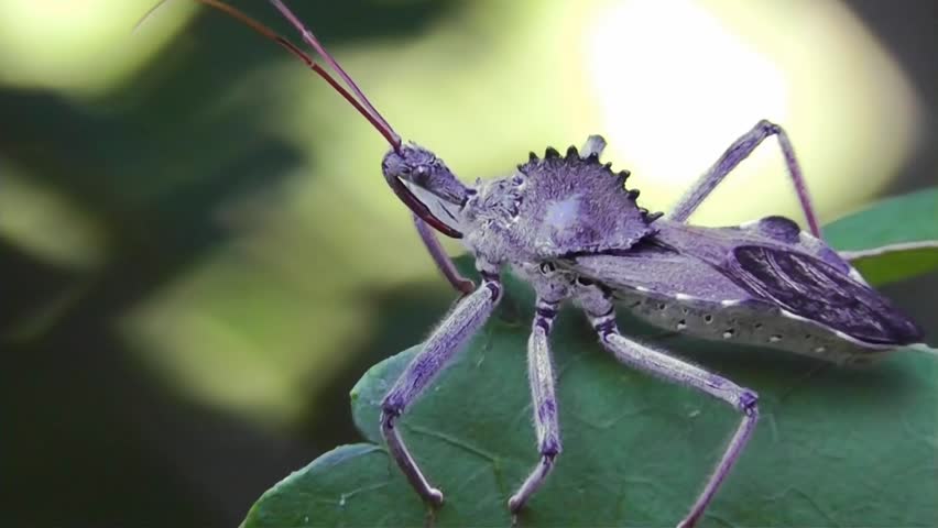 The Alien Looking Assassin Bug (AKA Wheel Bug) Is An Apex Predator Of ...