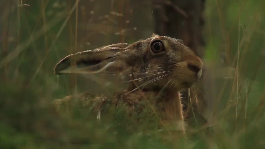 Hare Stock Footage Video - Shutterstock