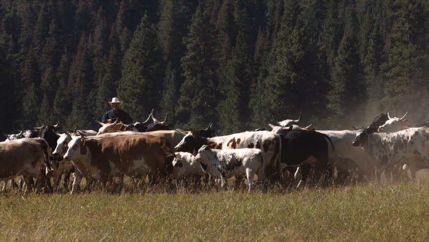 Cowboy On Horseback Herding Cattle Stock Footage Video 4655978 ...